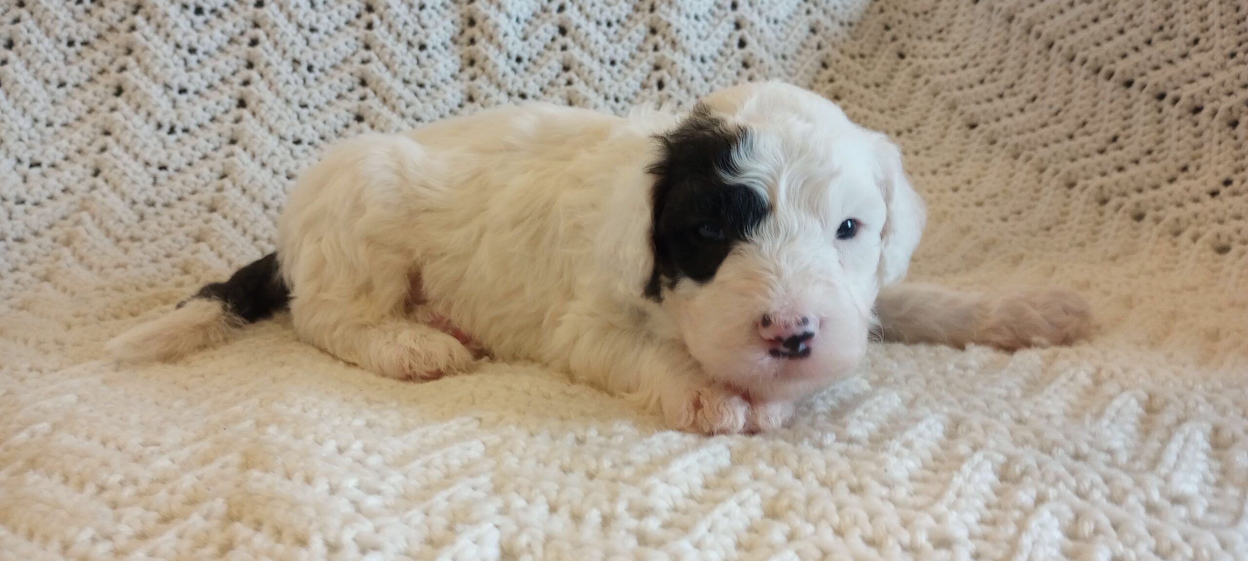Available Puppies - Mini GoldenDoodle, Mini Bernedoodle and ...