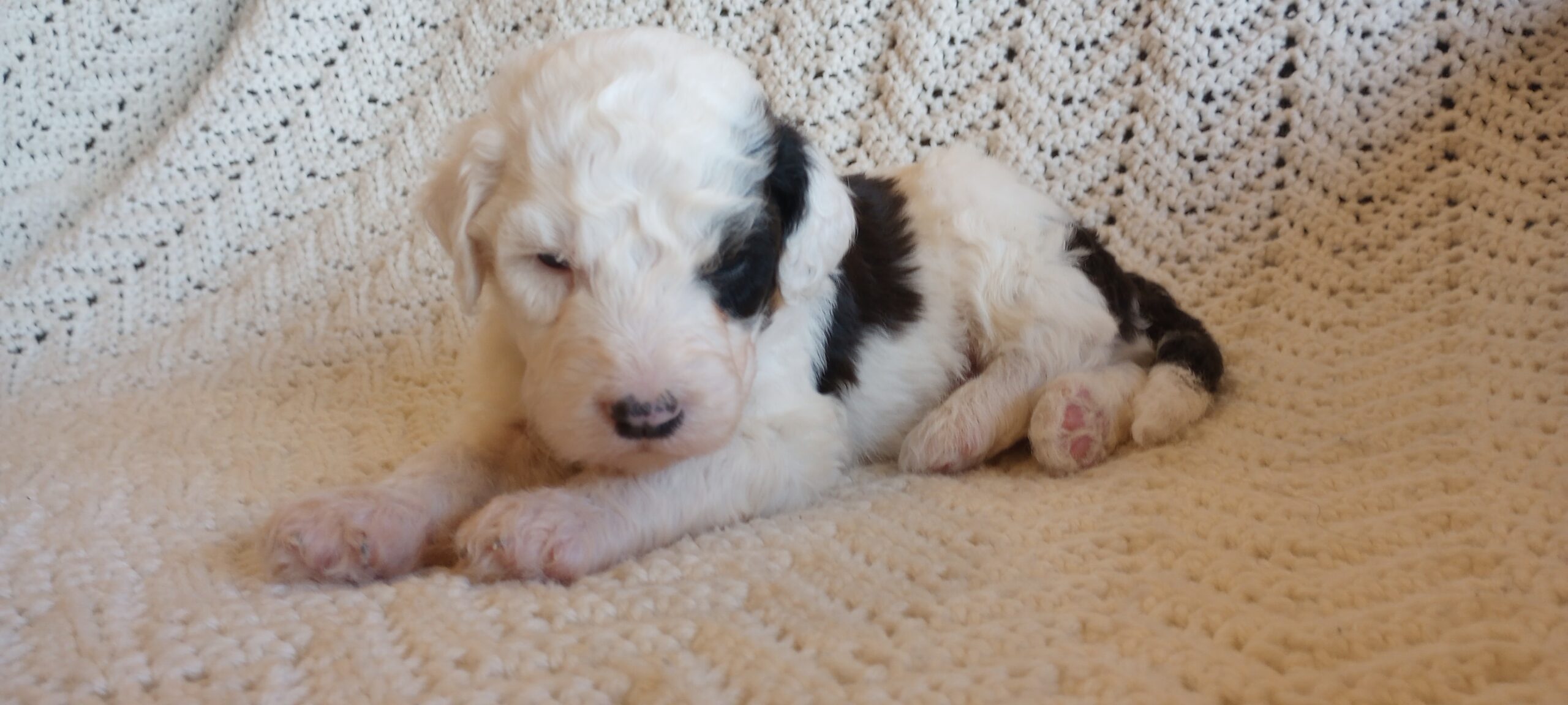 Available Puppies - Mini GoldenDoodle, Mini Bernedoodle and ...